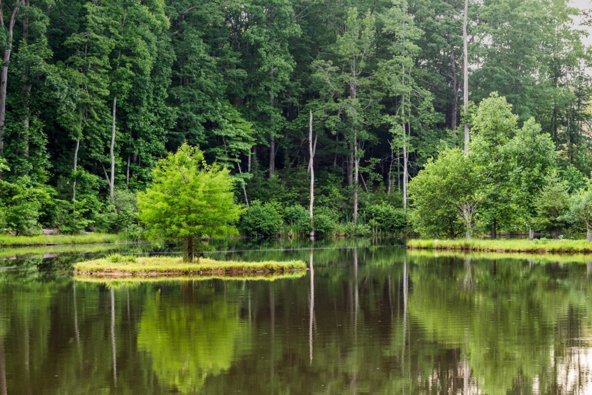 10 Reasons to Go Hiking in Big Canoe, GA – Everything Big Canoe